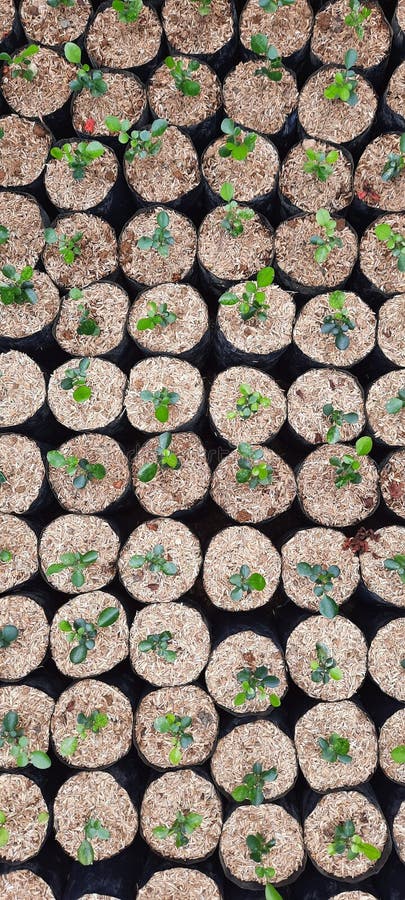 The seed plant wallpaper, The seed plant