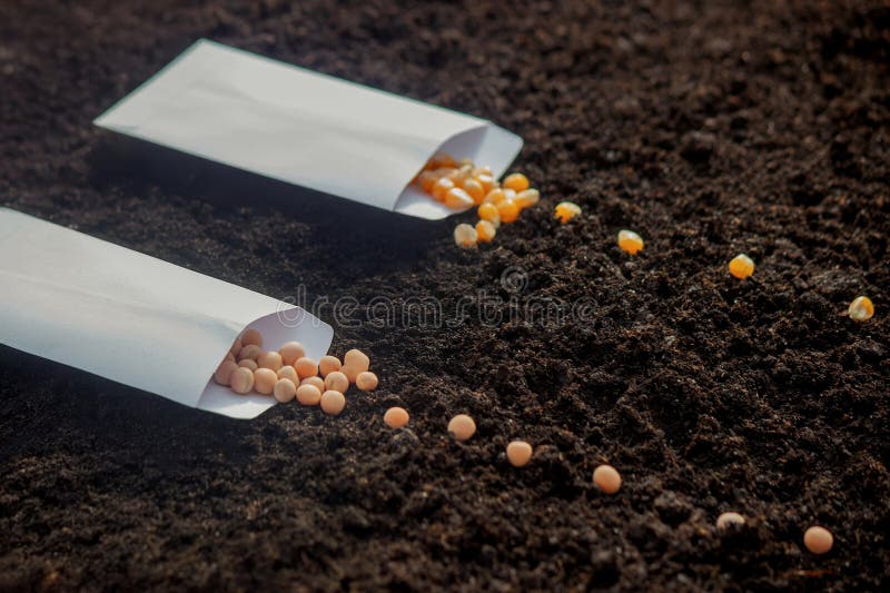 Seed Planting: a Variety of Crops for Future Harvest. Selective Focus ...