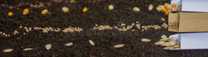 Seed Planting: a Variety of Crops for Future Harvest. Selective Focus ...
