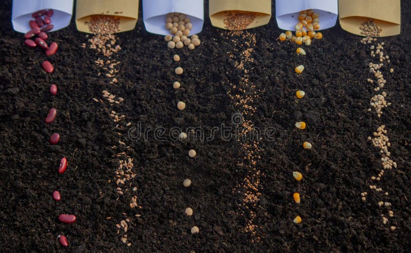 Seed Planting: a Variety of Crops for Future Harvest. Selective Focus ...