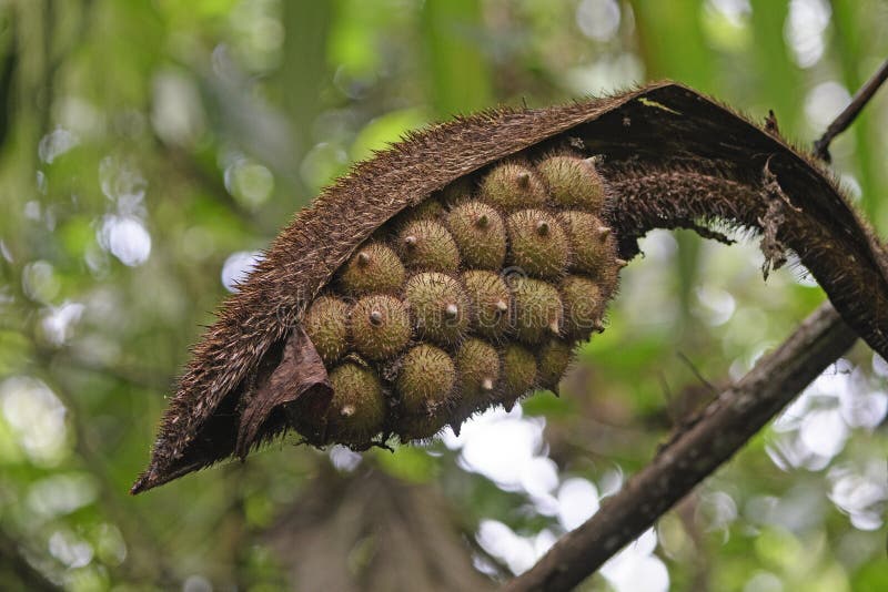 Seed Pod in the Cloud Forest Stock Photo - Image of seed, pretty: 101070860
