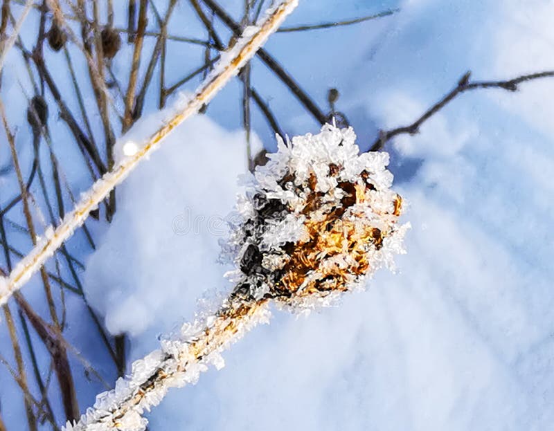 Seed Pod Covered in Ice Crystals Stock Image - Image of twig, frost ...