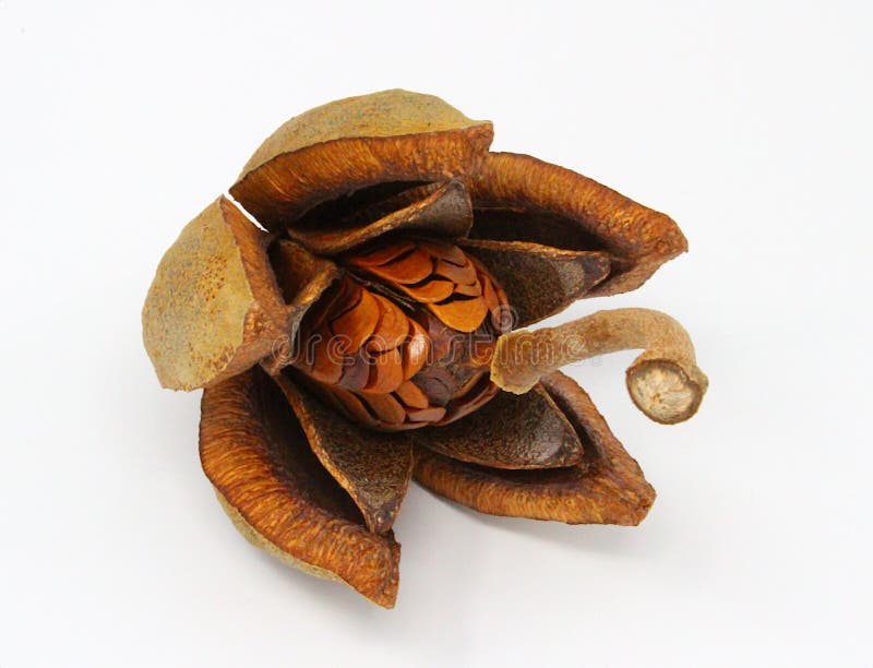 Seed Pod from a Mahogany Tree. Stock Photo - Image of tree, showing ...