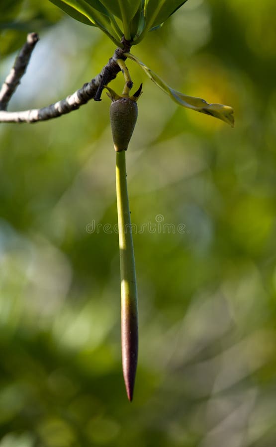 Seed pod of mangrove tree stock photo. Image of stem - 17499608