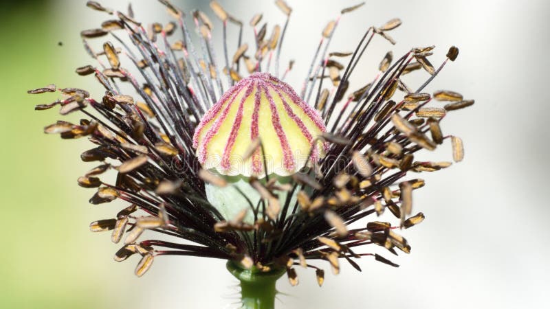 Poppy flower seed pod stock image. Image of imbabura - 240795927