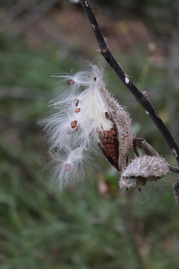Seed pod stock photo. Image of plant, wildflower, seed - 232318570