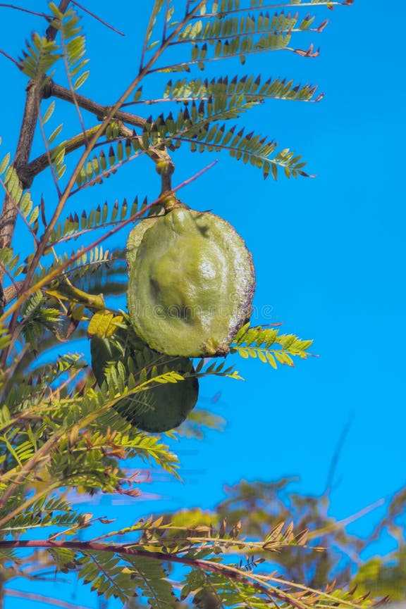 The Seed Pod Which is the Fruit of the Jacaranda Tree Stock Image ...