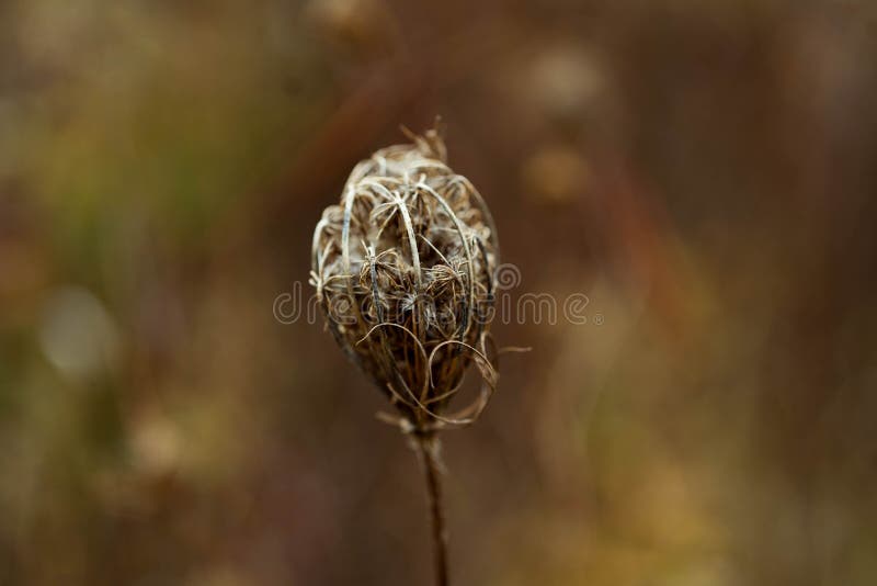 Seed Pod in the Woods in the Fall Stock Photo - Image of close, detail ...