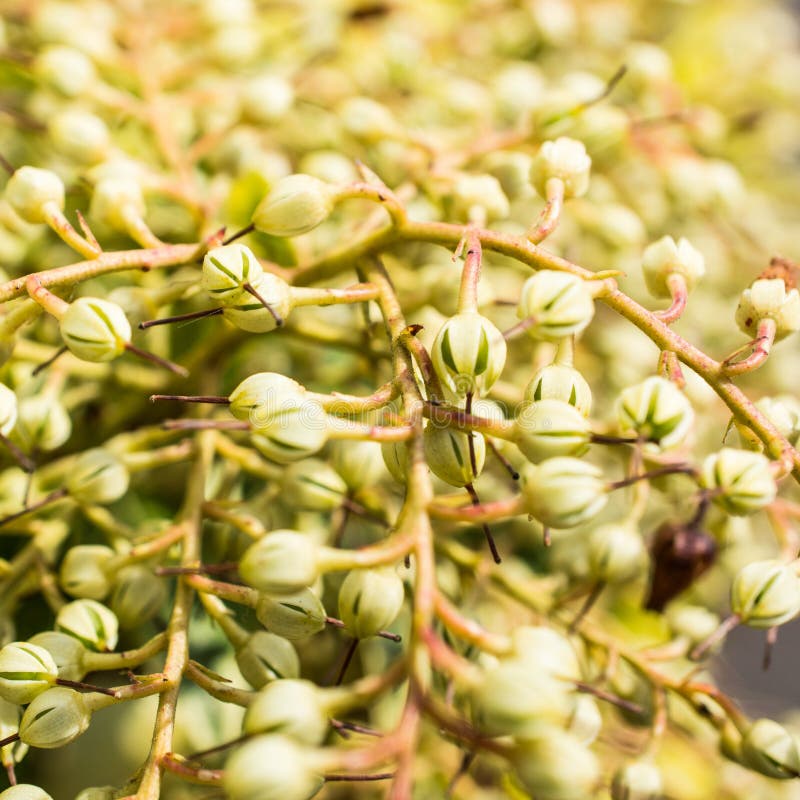 Seed Pods stock image. Image of bush, pieris, square - 27913023