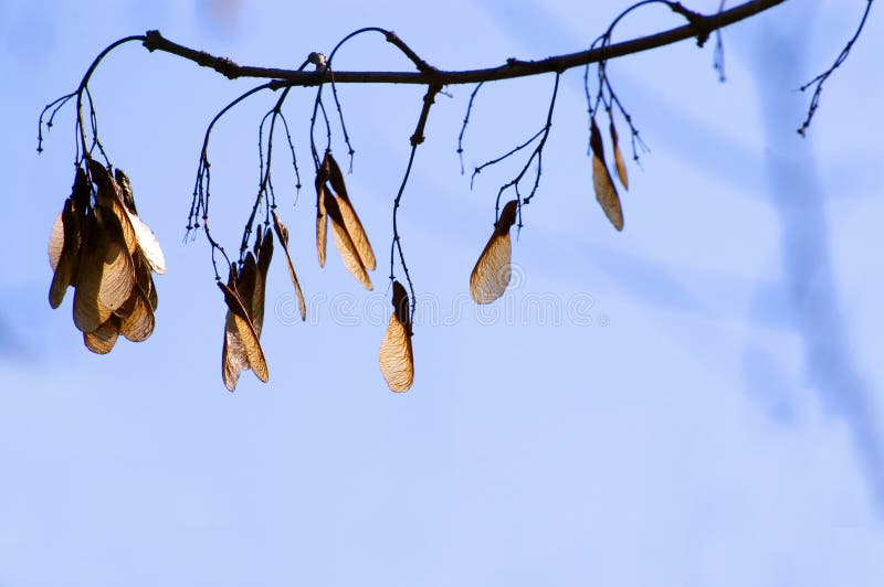 Seed pods stock photo. Image of nature, sunshines, botanical - 6860946