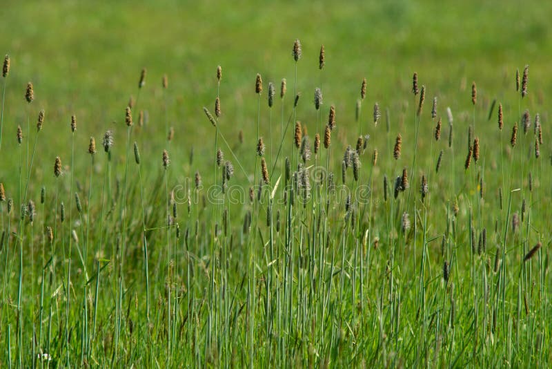 Seed pods above the grass stock image. Image of tall - 182076047