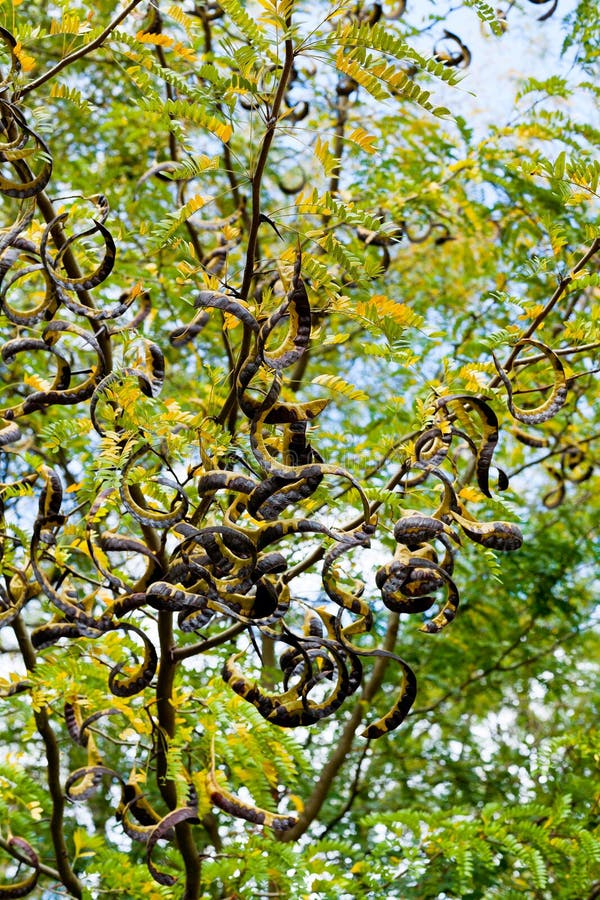 Seed Pods on Acacia Tree Branches Stock Photo - Image of natural ...