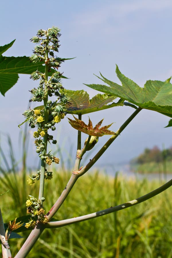 Seed Pods of Castor Bean Plants for Biodiesel Production Stock Image ...