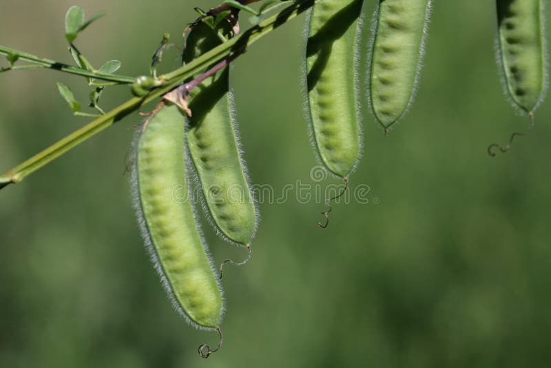 Seed pods of common broom stock photo. Image of dicotyledons - 11872454