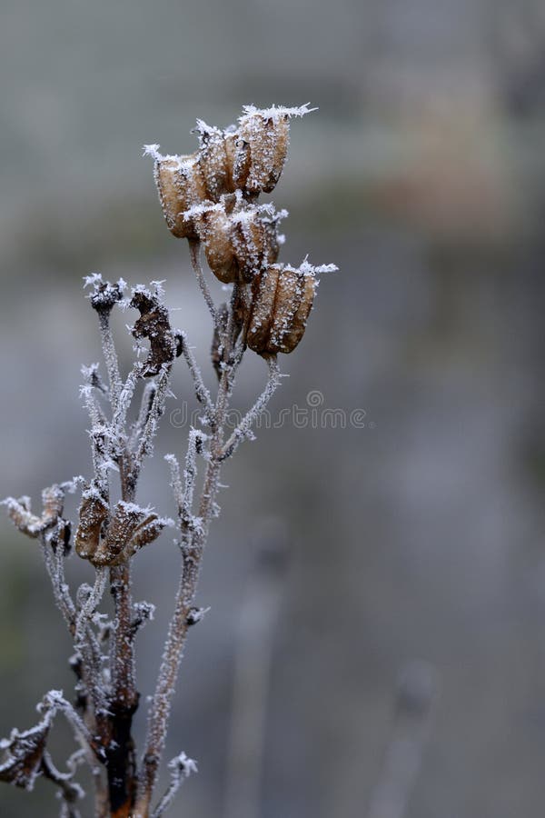 Seed Pods Covered with Hoar Frost Stock Photo - Image of frost, snow ...
