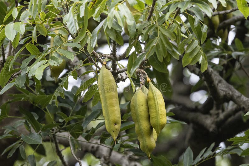 Seed pods stock photo. Image of morton, black, bean - 356873362