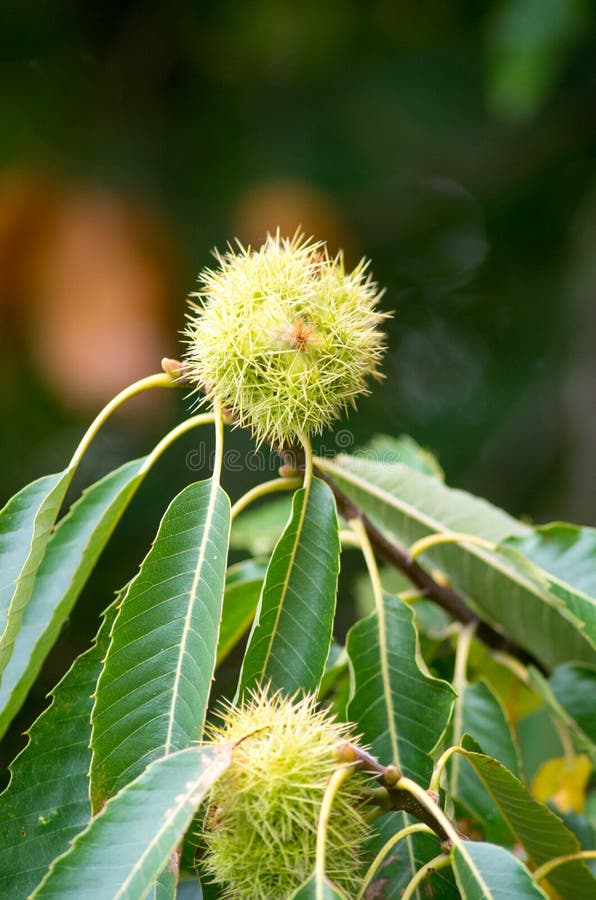 252 Maple Tree Seed Pods Stock Photos - Free & Royalty-Free Stock ...
