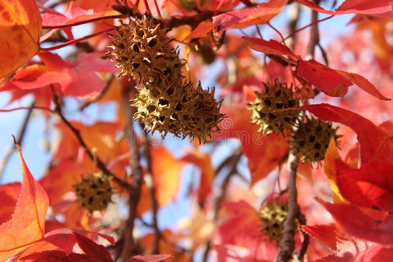 Seed Pods Open Dropping into the Wind Stock Image - Image of seed, fall ...