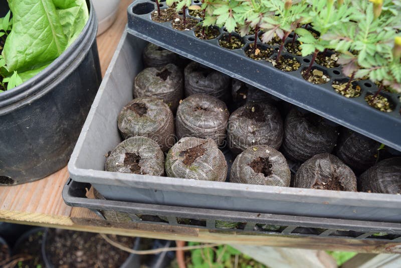 Seed pods and seedlings stock photo. Image of seedlings - 91355468
