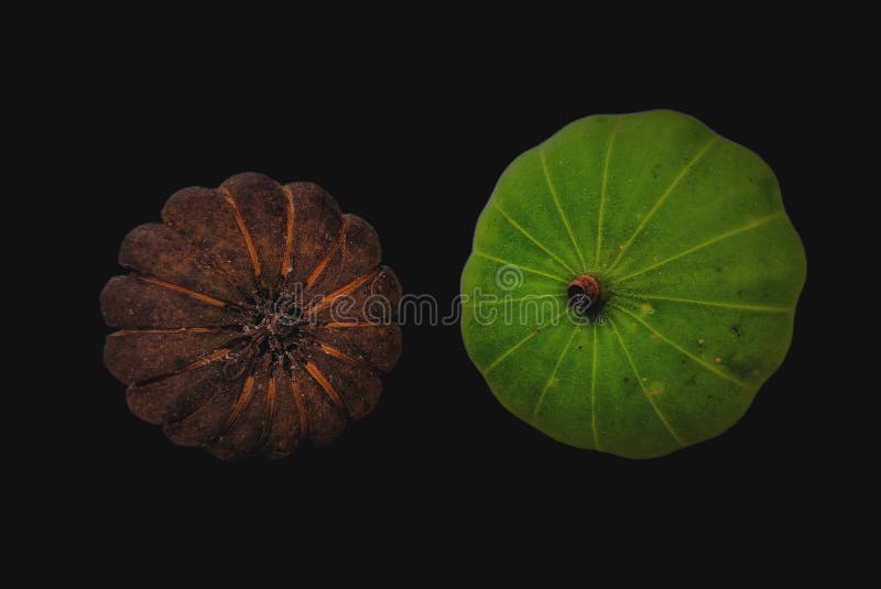 Seed Pods and Unripe Fruit of Sandbox Tree Stock Image - Image of ...