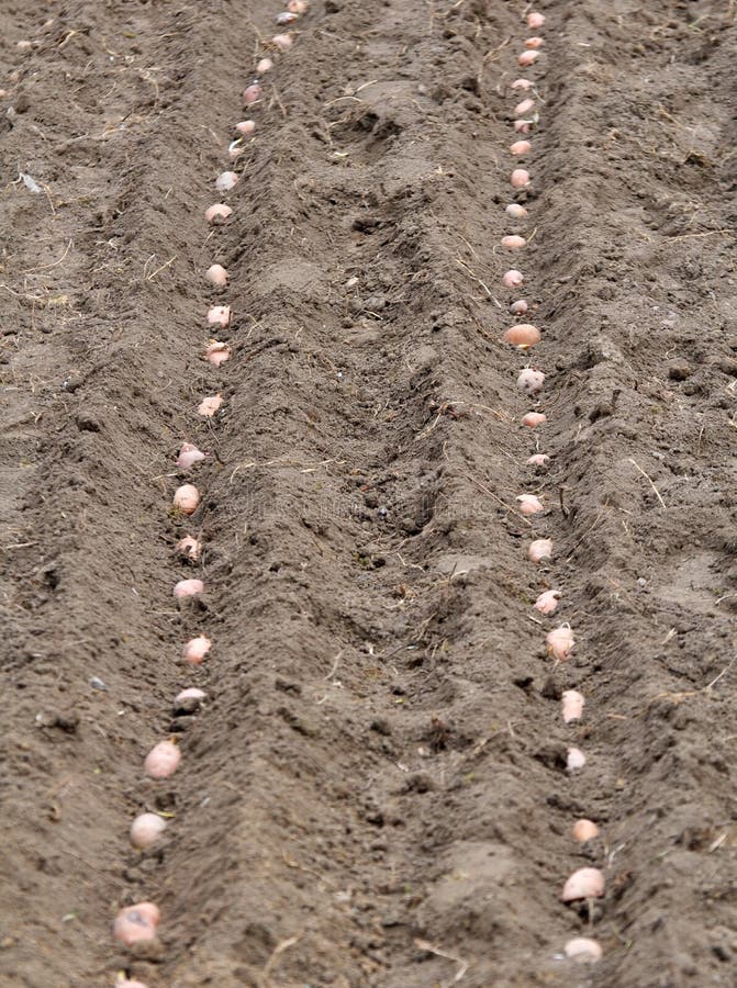 Seed rows stock photo. Image of spring, agricultural, nature - 3189144