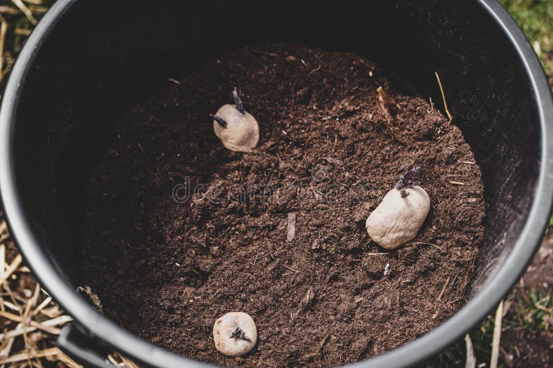 Seed Potatos Growing Up in a Bucket with Soil Stock Image - Image of ...