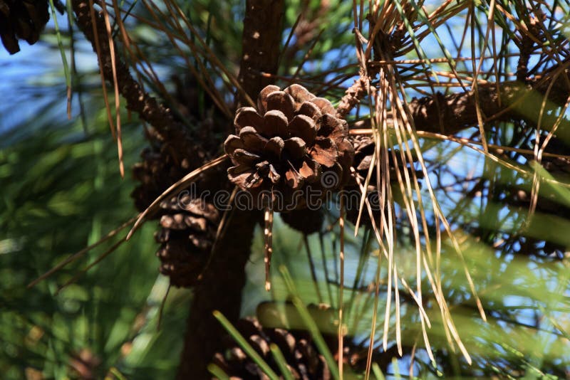 Pine cones stock image. Image of nature, seed, producing - 111302915