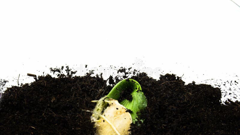 Seed Pumpkin Plant Take Root and Come Out of Soil Germination Sequence ...