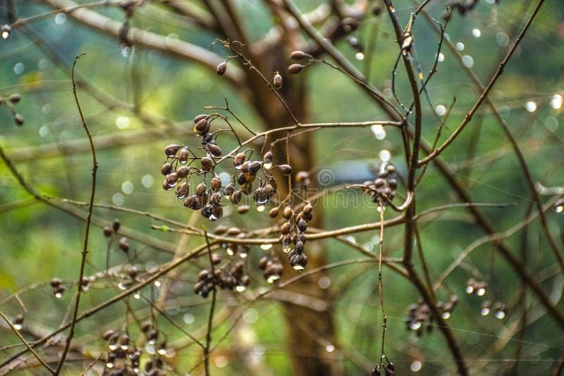 Seed in the rain stock photo. Image of small, seed, raindrops - 69736478