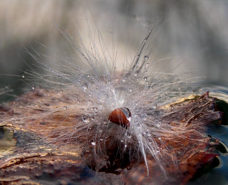 Seed in the rain stock photo. Image of small, seed, raindrops - 69736478