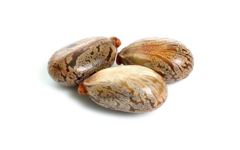 Seed of Ricinus Communis, the Castor Bean or Castor Oil Plant. Isolated ...