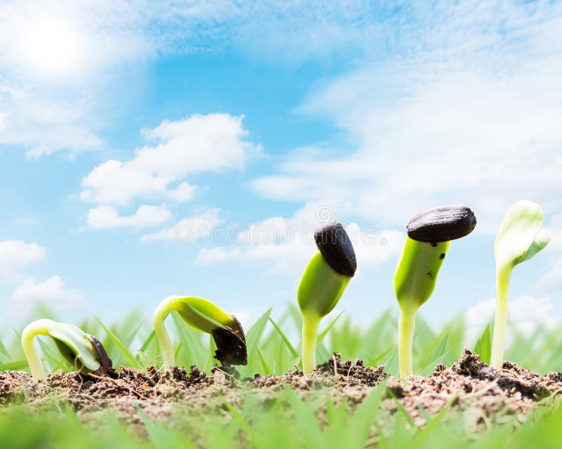 Seed root on soil stock photo. Image of land, growth - 50421872