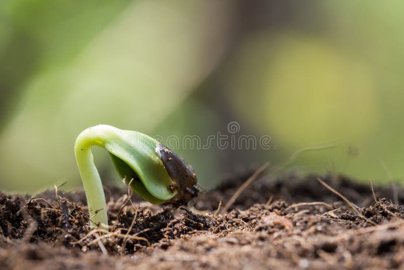 Seed Root on Soil Spring Season Stock Photo - Image of botany, green ...