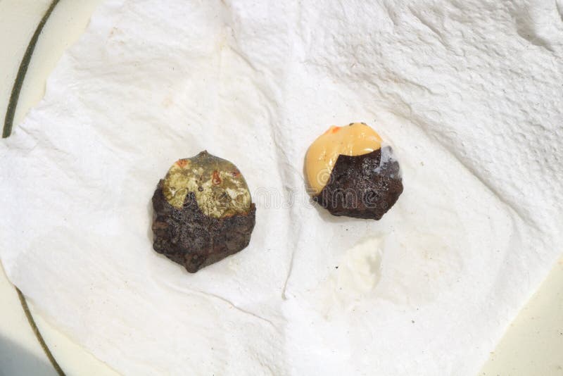 Seed rot disease stock image. Image of crops, disease - 70765143