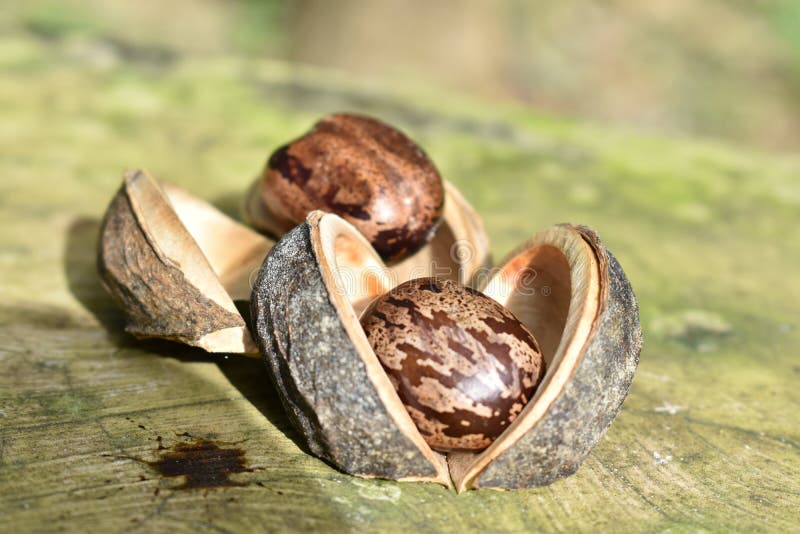 Seed of Rubber Plant Isolated Stock Image - Image of isolated, plant ...