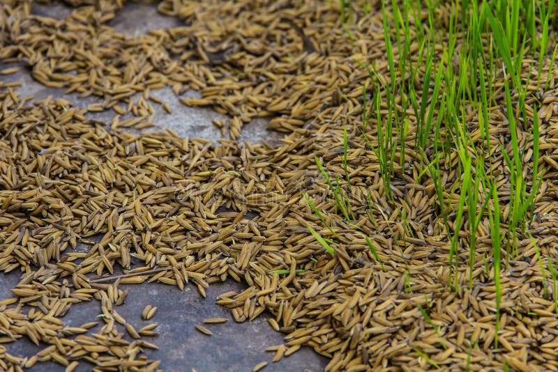 Seed Germination,Seedlings Rice Plant. Stock Photo - Image of garden ...