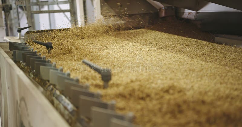 Seed Sorting with Seeding Lines. Stock Video - Video of factory ...