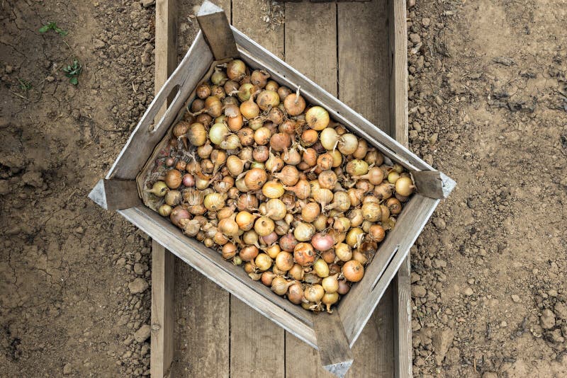 Seed small onions in a box stock image. Image of organic - 76164761