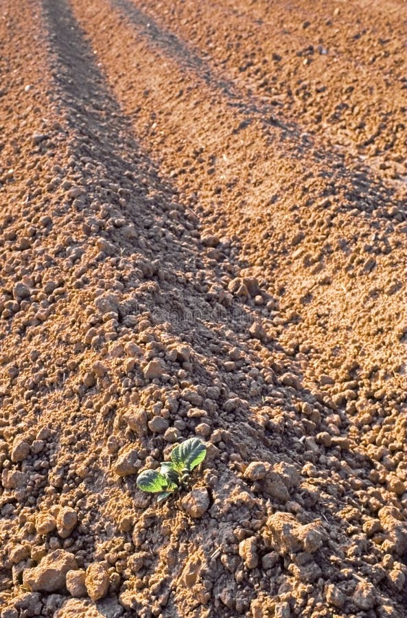 Seed soil stock image. Image of crops, seed, shoot, life - 1689509