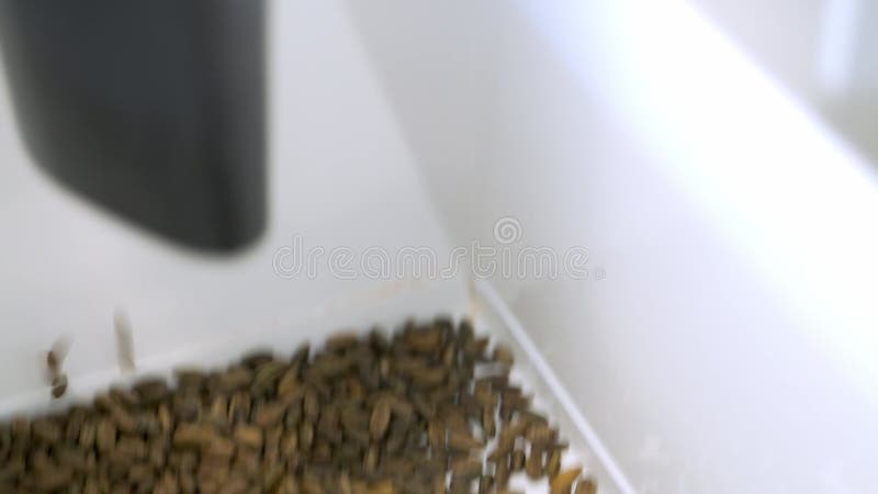 Seed Sorting with Seeding Lines. Stock Footage - Video of technology ...