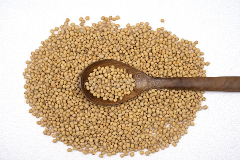 Seed of soya stock image. Image of colleges, interior - 170554529