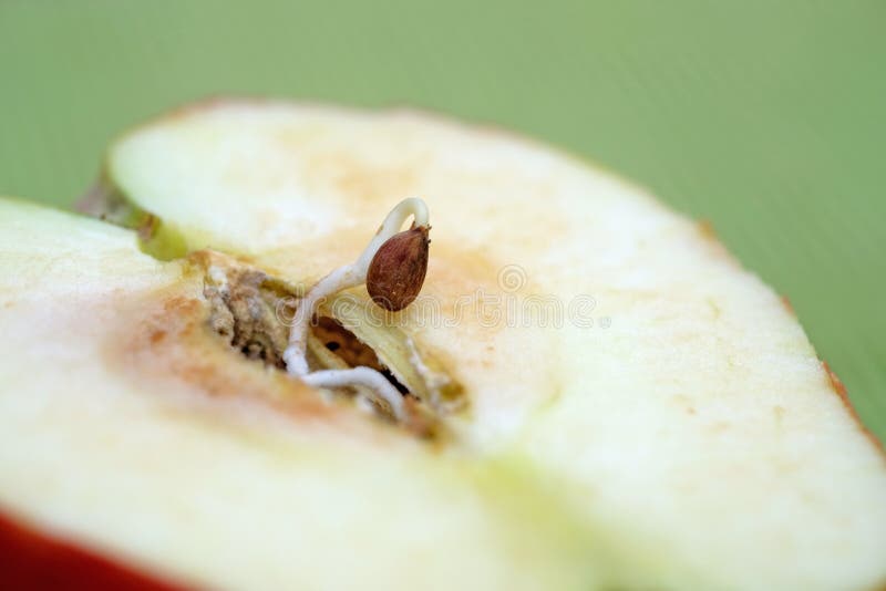 A Seed Sprouted in an Apple. Stock Image - Image of isolated, green ...