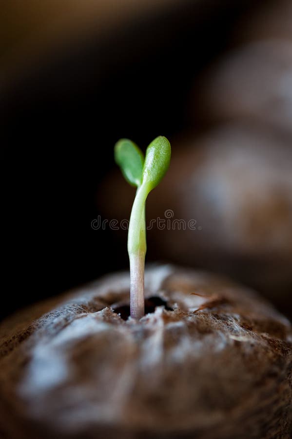 Seed sprouting macro stock image. Image of growth, farm - 98898687
