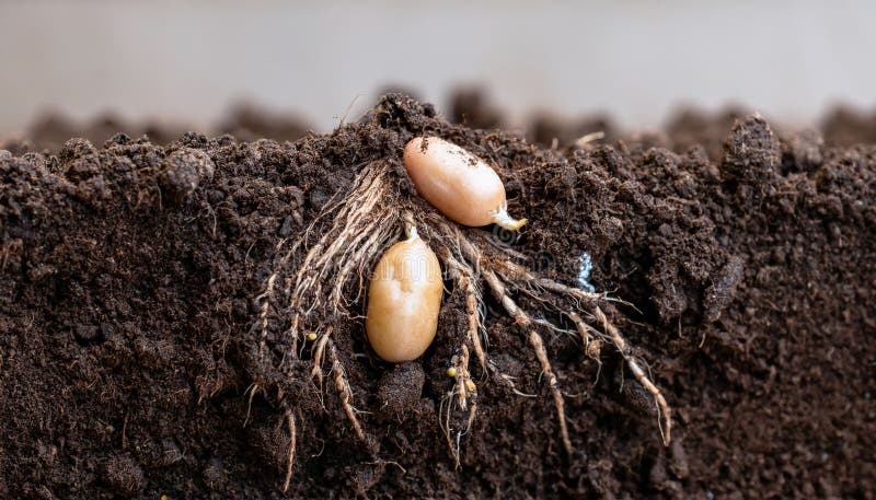 Seed Sprouting with Roots Emerging from Soil in a Close-up View of the ...