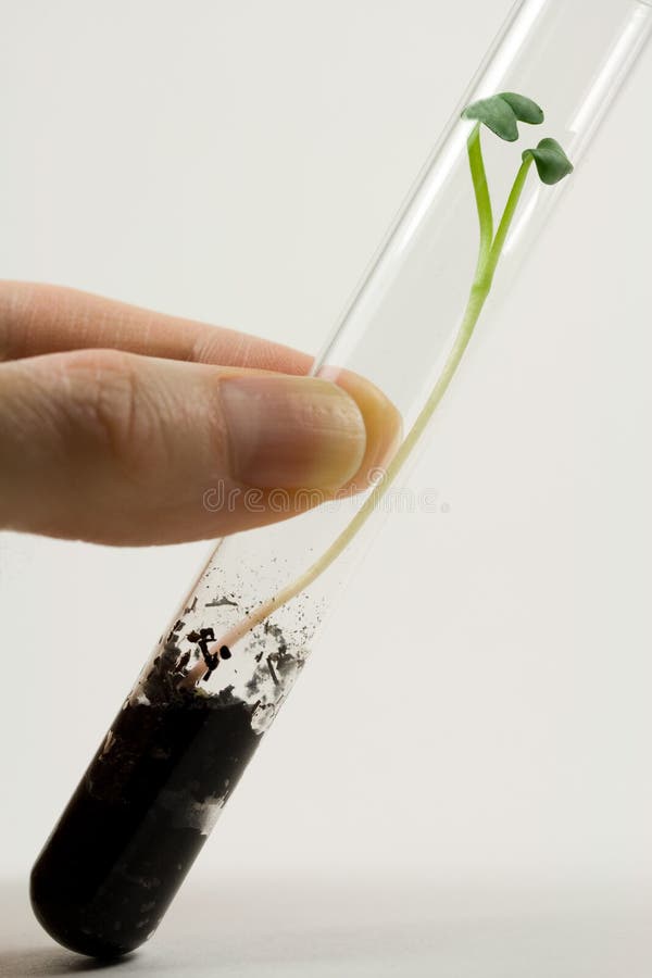 Germination test stock image. Image of young, germ, germination - 3057483