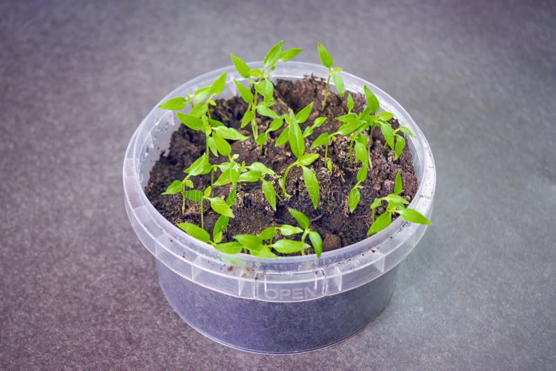 Seed Sprouts of Decorative Indoor Hot Pepper in a Plastic Jar Stock ...