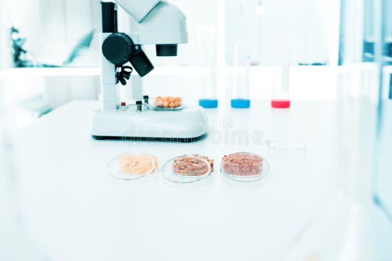 Seed Subject To Selection in Laboratory Stock Photo - Image of dish ...