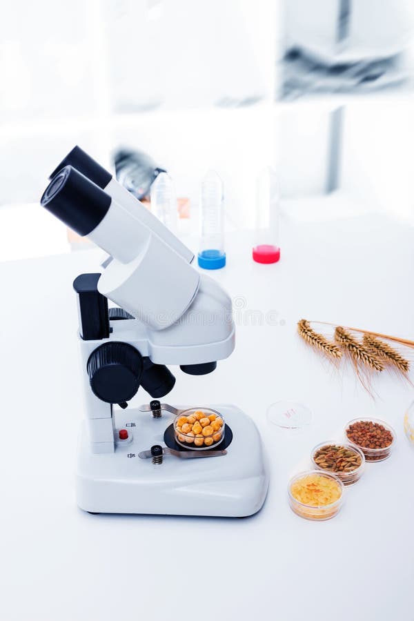 Seed Subject To Selection in Laboratory Stock Image - Image of plant ...