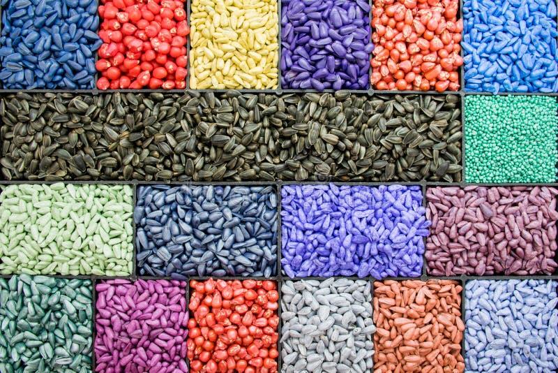 Seed Sunflower Seeds, Corn, Radishes. Painted Agro Color for Sorting ...