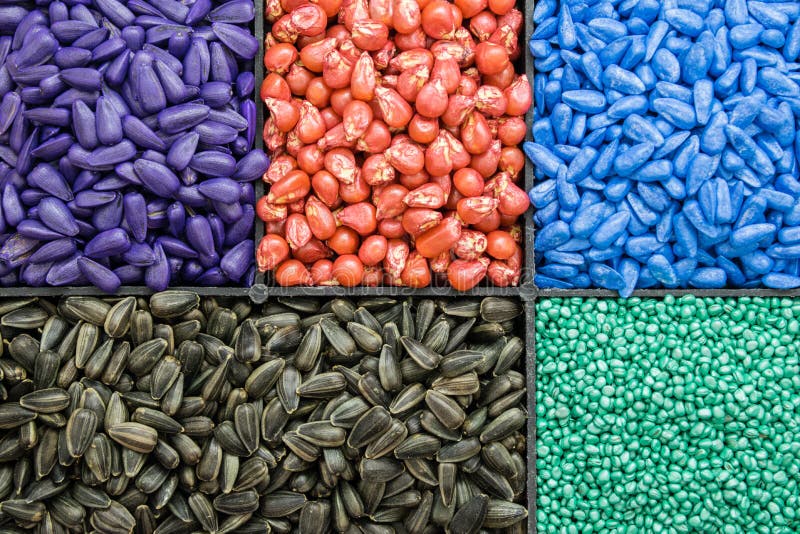 Seed Sunflower Seeds, Corn, Radishes. Painted Agro Color for Sorting ...